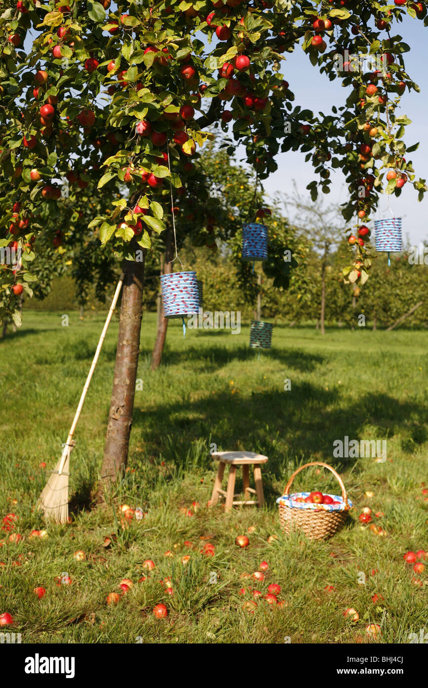 Falling fruit tree hi-res stock photography and images - Alamy