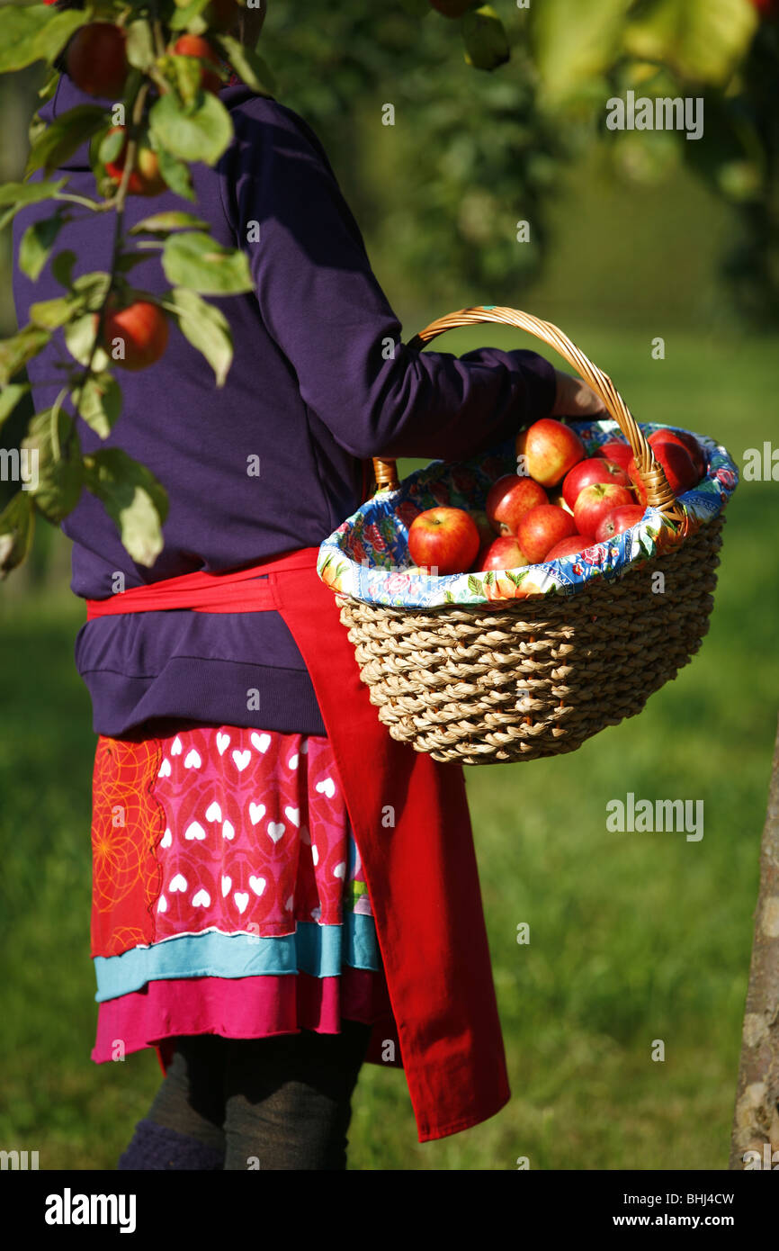 A lady picking apples Stock Photo - Alamy