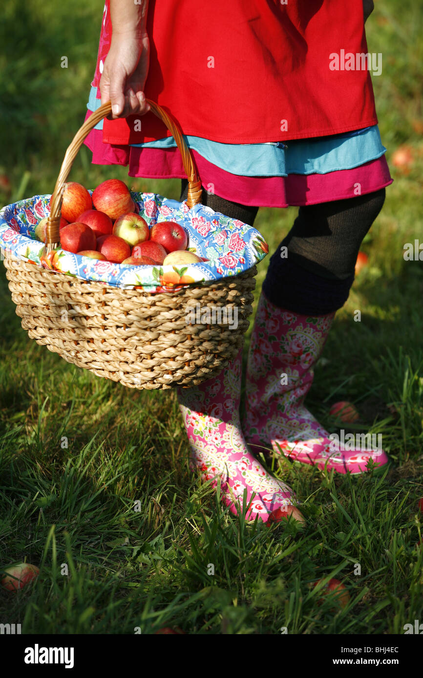 A lady picking apples Stock Photo - Alamy