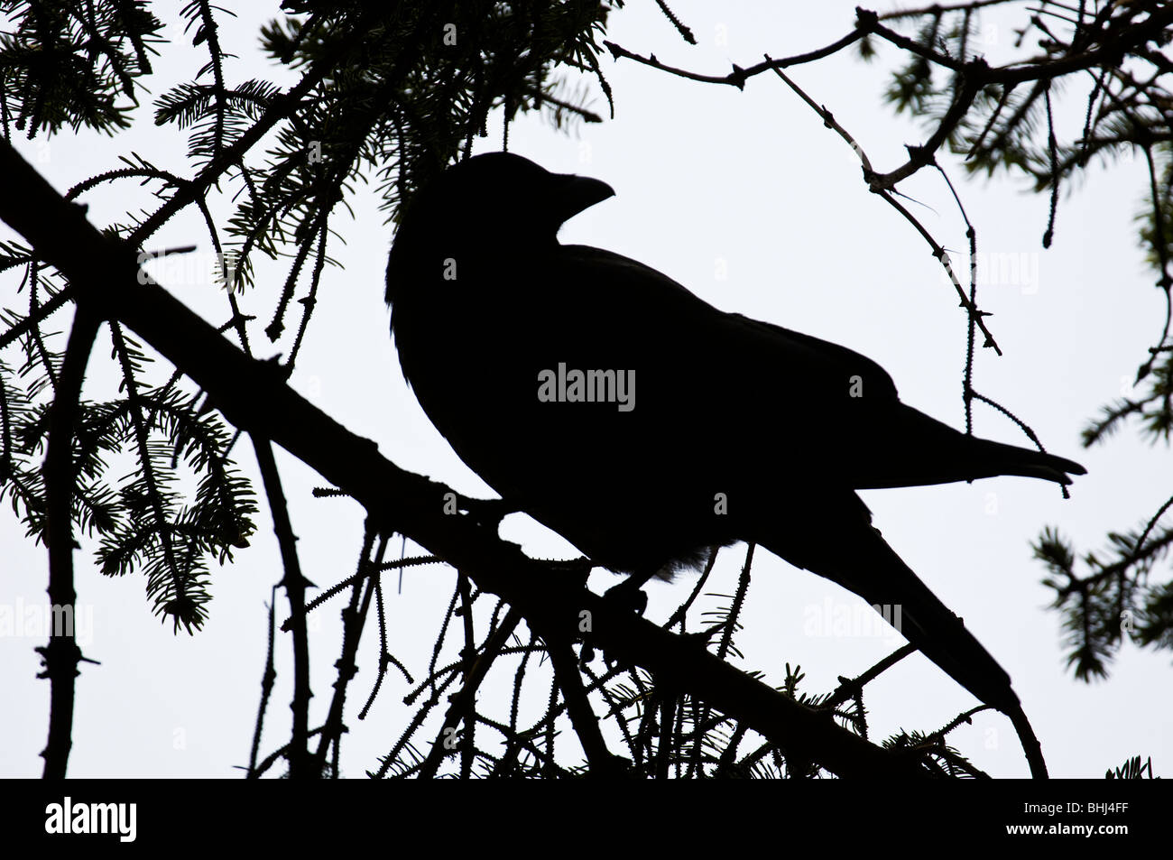 American crow (Corvus brachyrhynchos) Tofino BC, Canada Stock Photo - Alamy