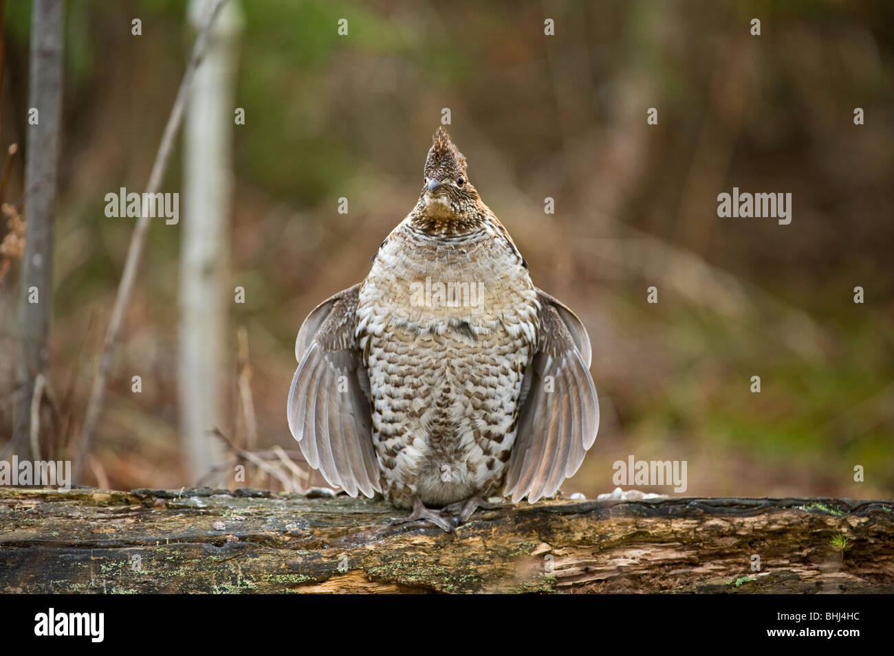 Male ruffed grouse drumming hi-res stock photography and images - Alamy