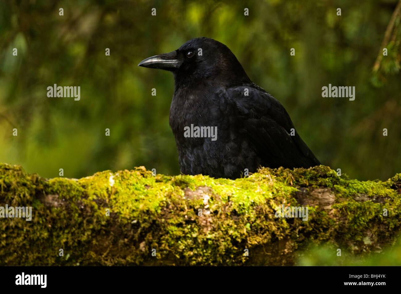 American crow (Corvus brachyrhynchos) Tofino BC, Canada Stock Photo - Alamy