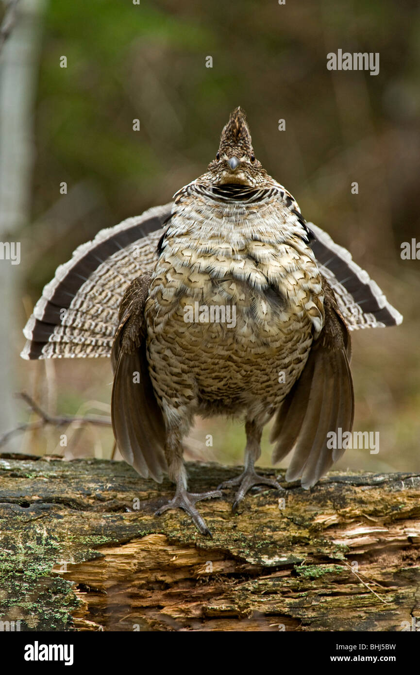 Ruffed grouse (Bonassa umbellus)- courtship display-Male drumming on ...
