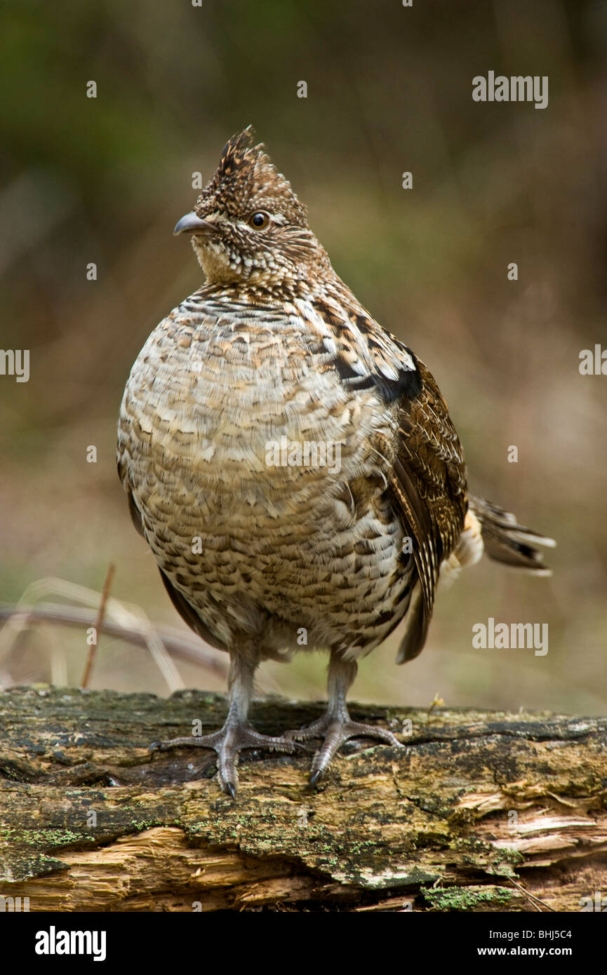 Ruffed grouse (Bonassa umbellus)- courtship display-Male drumming on ...