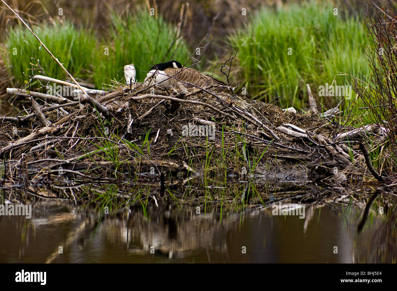 Beaver nest hi-res stock photography and images - Alamy