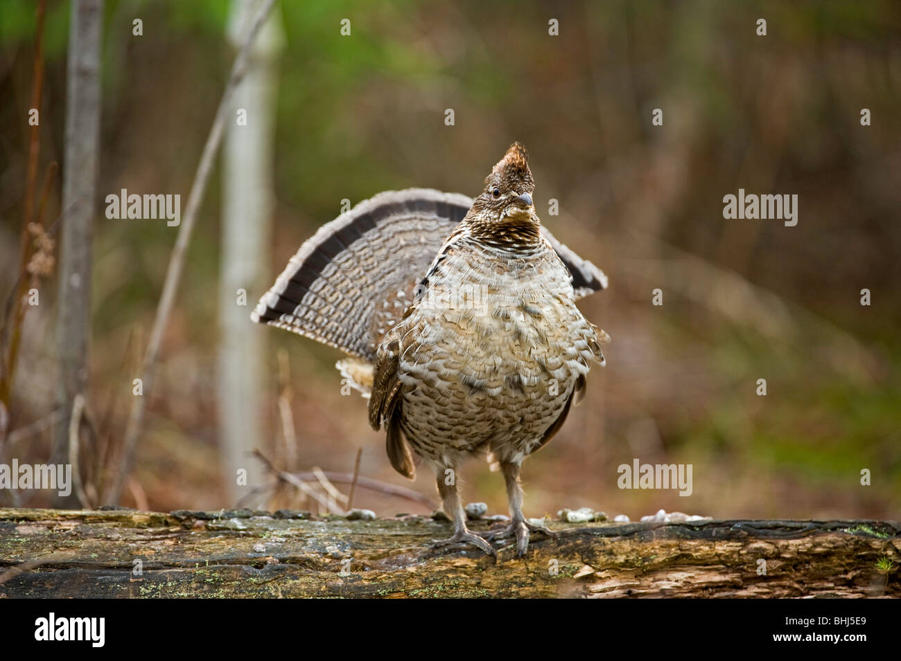 Ruffed grouse (Bonassa umbellus)- courtship display-Male drumming on ...