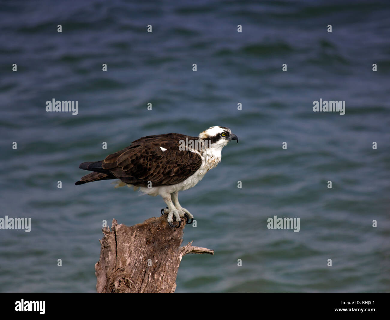 Florida osprey hi-res stock photography and images - Alamy