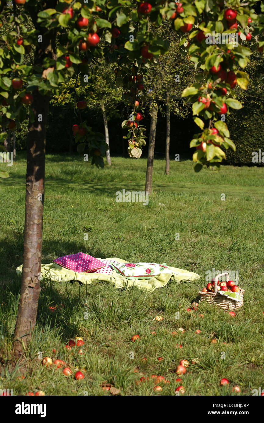 An apple tree Stock Photo - Alamy