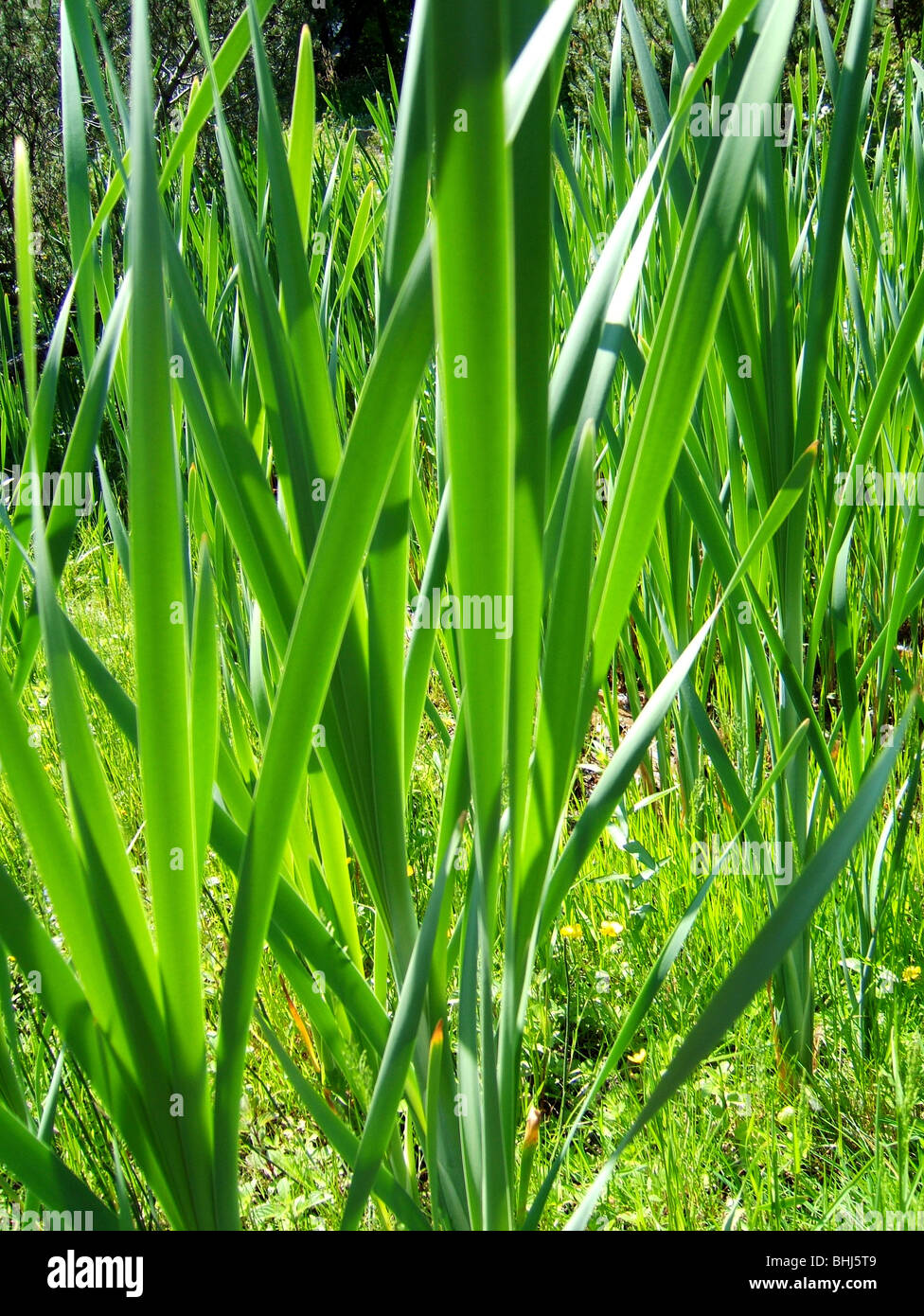 Tall green grass Stock Photo - Alamy