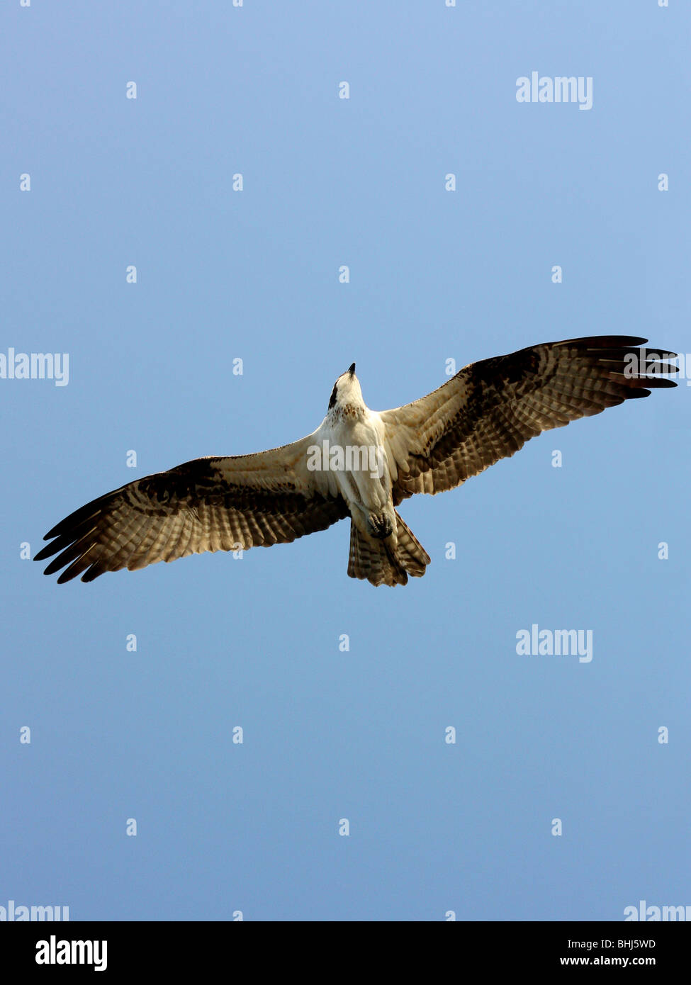 Florida osprey hi-res stock photography and images - Alamy