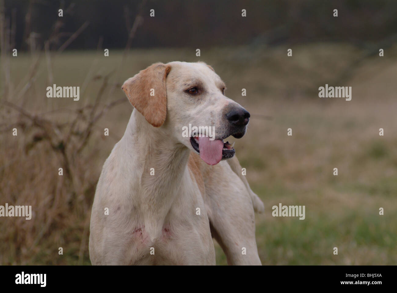 Foxhound animal hi-res stock photography and images - Alamy