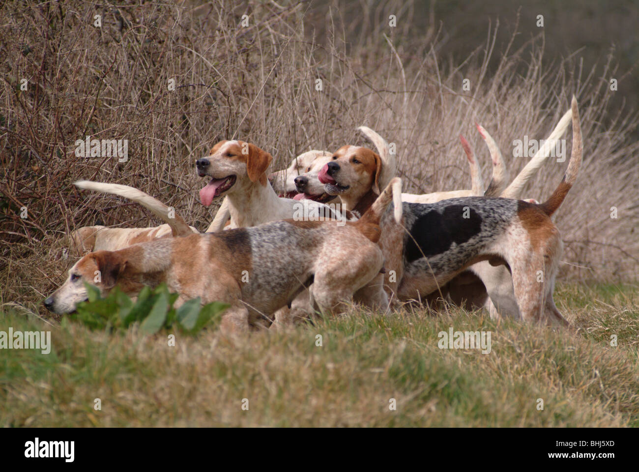 Foxhounds hi-res stock photography and images - Alamy