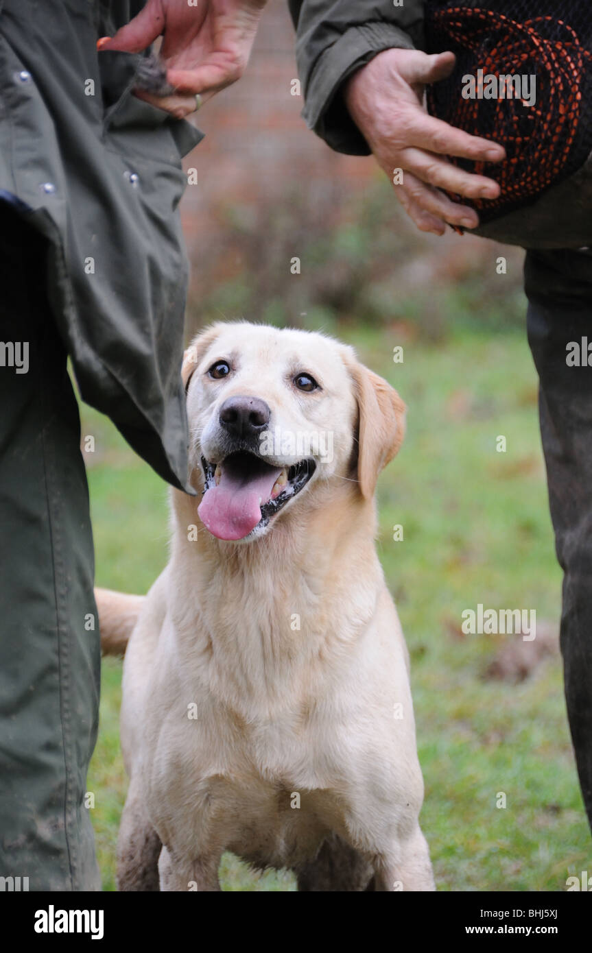 A white labrador Stock Photo - Alamy