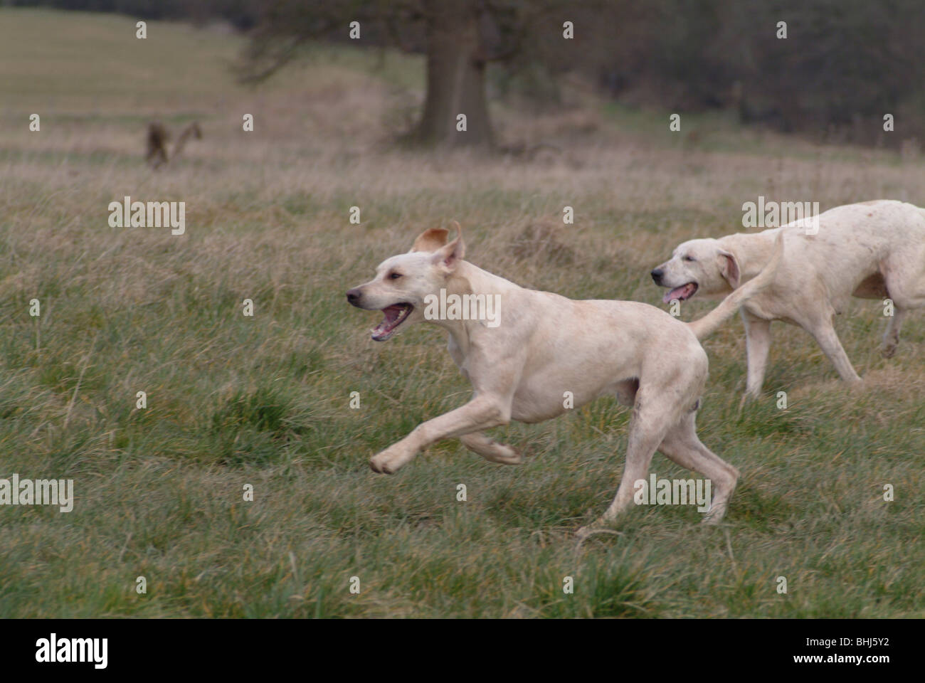 Foxhound hunting run hi-res stock photography and images - Alamy