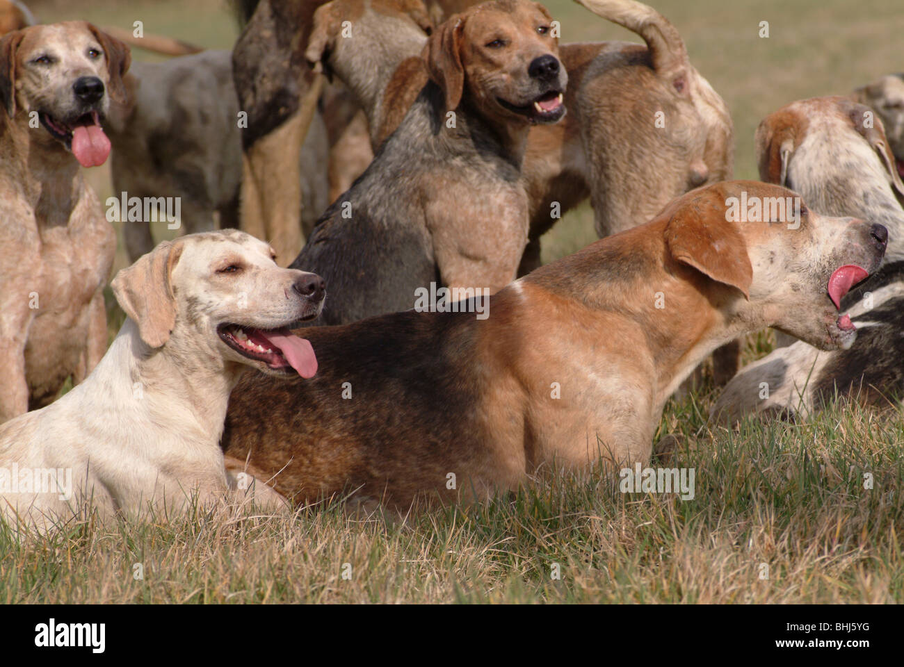 Foxhounds hi-res stock photography and images - Alamy