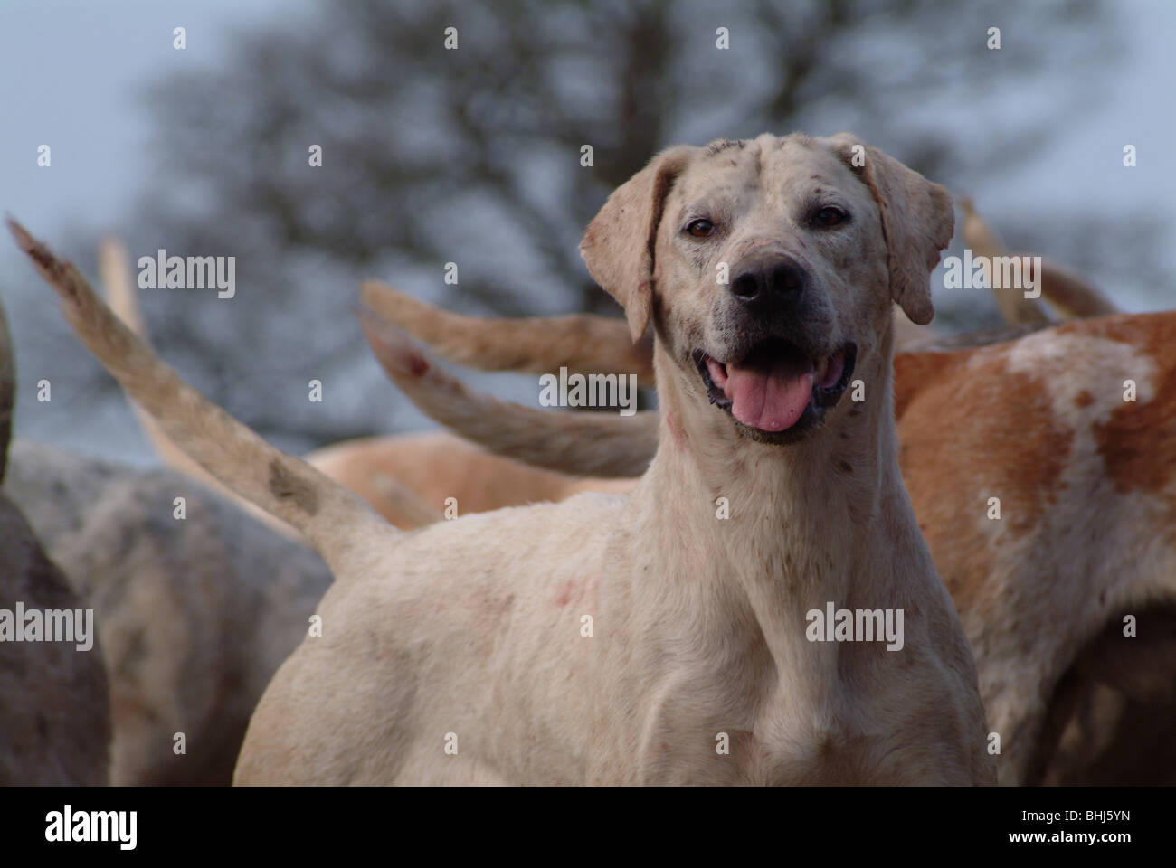 Foxhound foxhound foxhound hi-res stock photography and images - Alamy