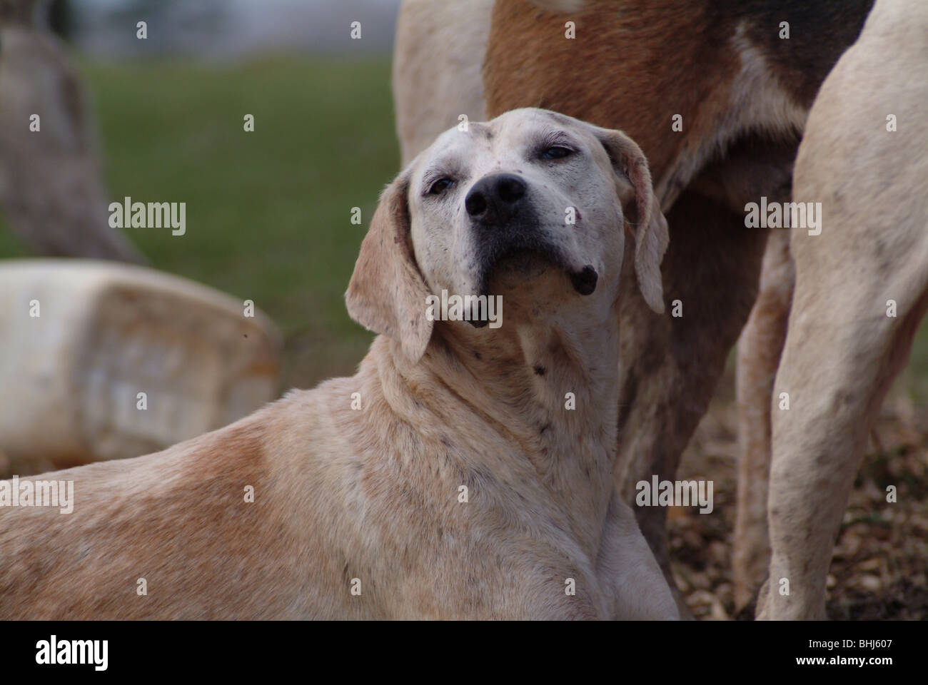 Foxhound foxhound foxhound hi-res stock photography and images - Alamy
