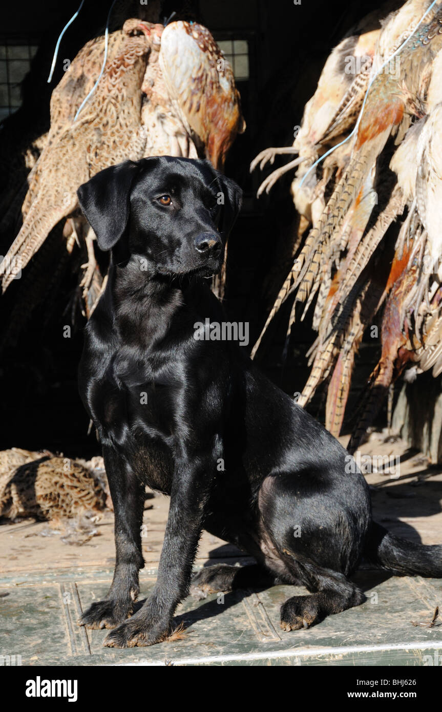 A black labrador sitting in a vehicle with dead pheasants Stock Photo ...