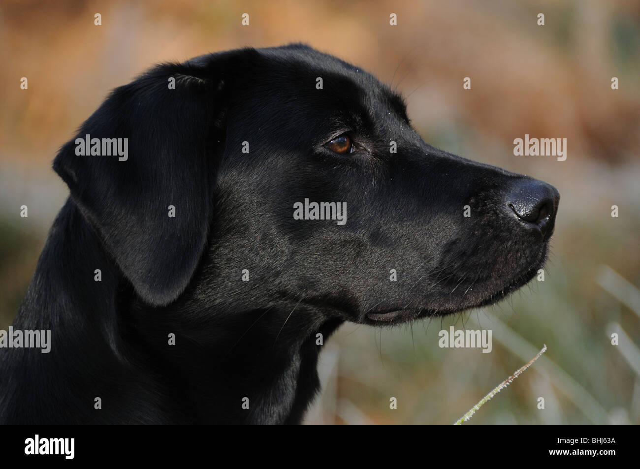 A black labrador Stock Photo - Alamy