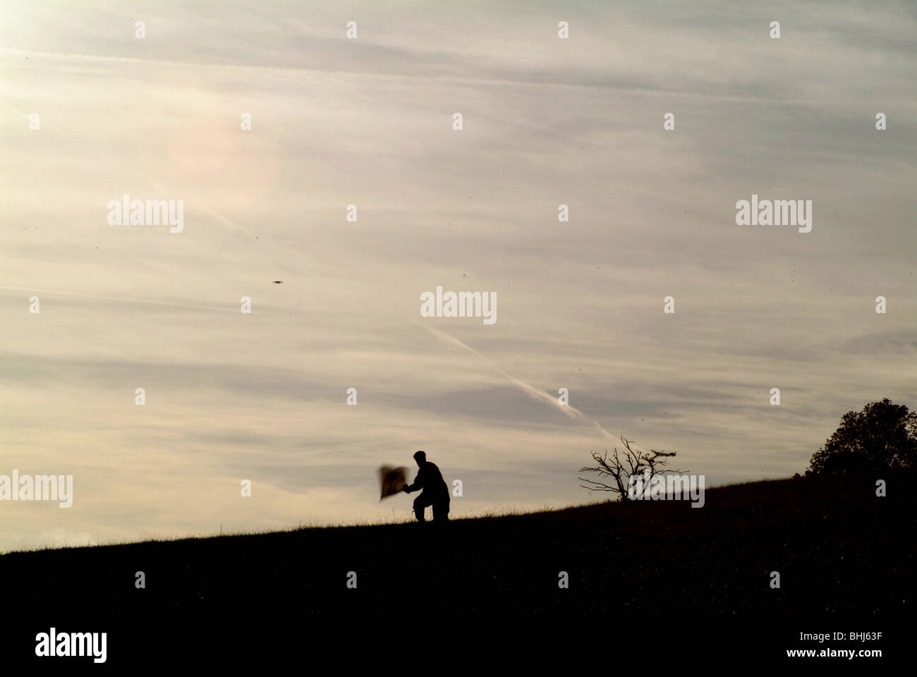 A man pheasant beating Stock Photo - Alamy