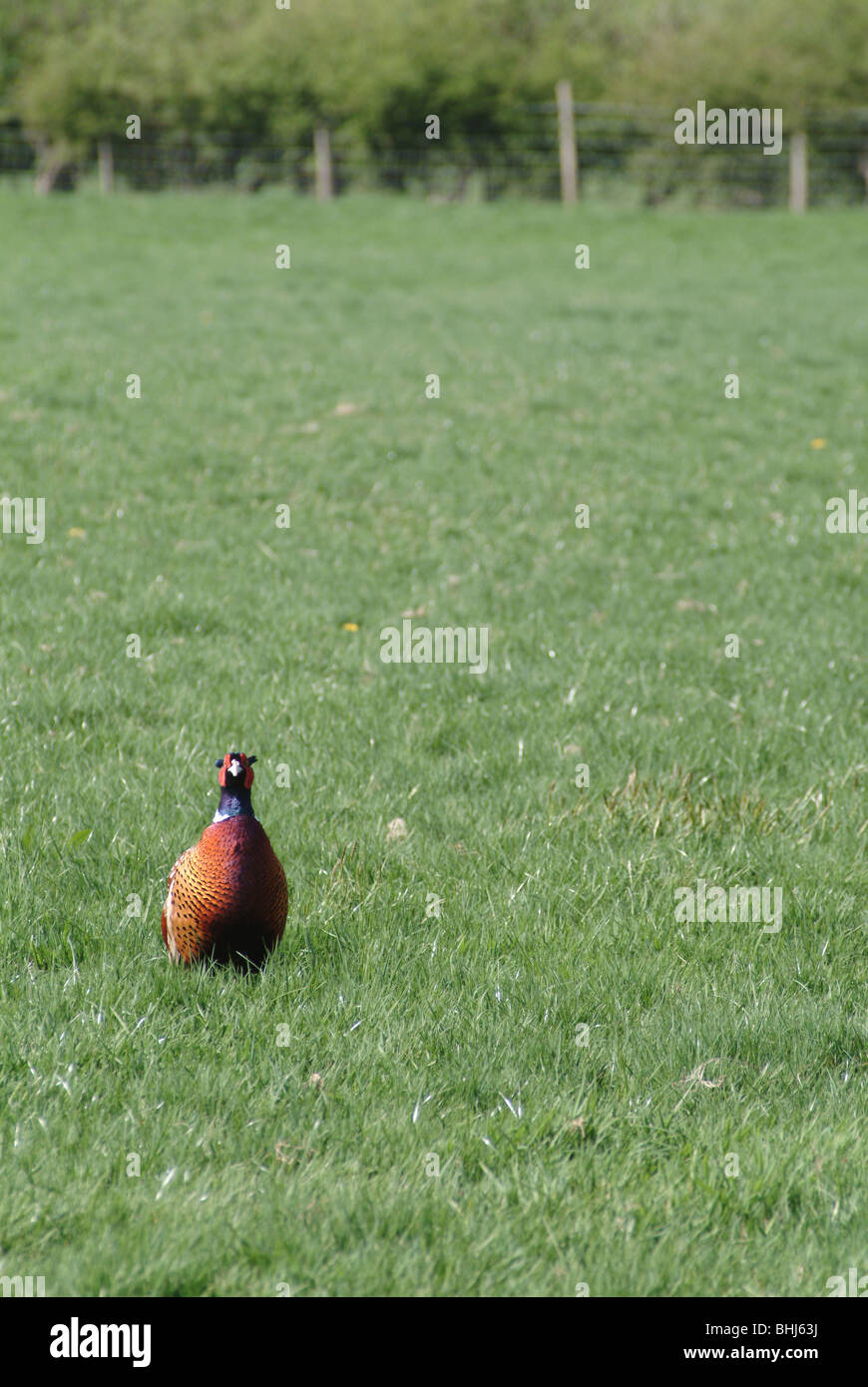 A pheasant hi-res stock photography and images - Alamy