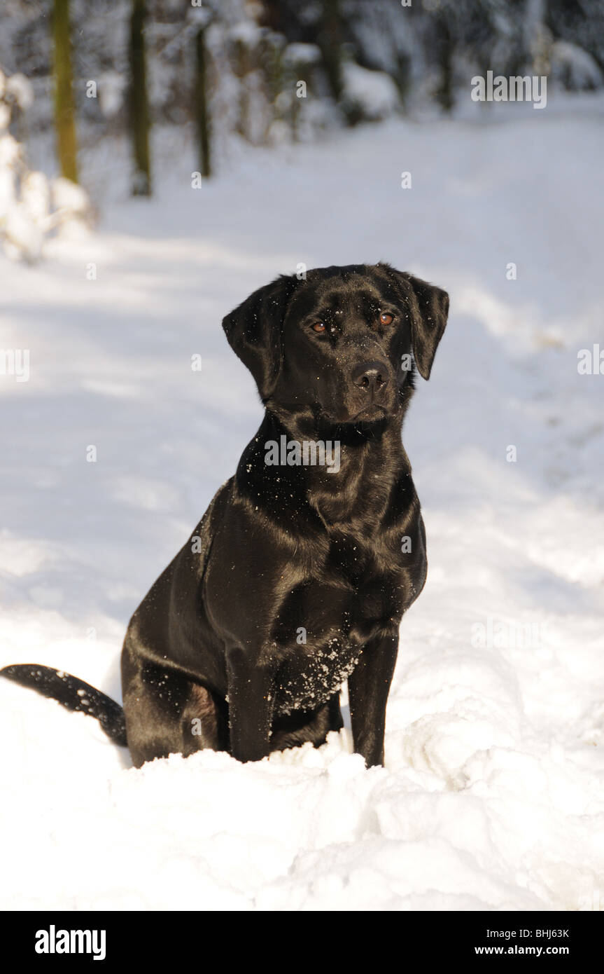 A black labrador Stock Photo - Alamy
