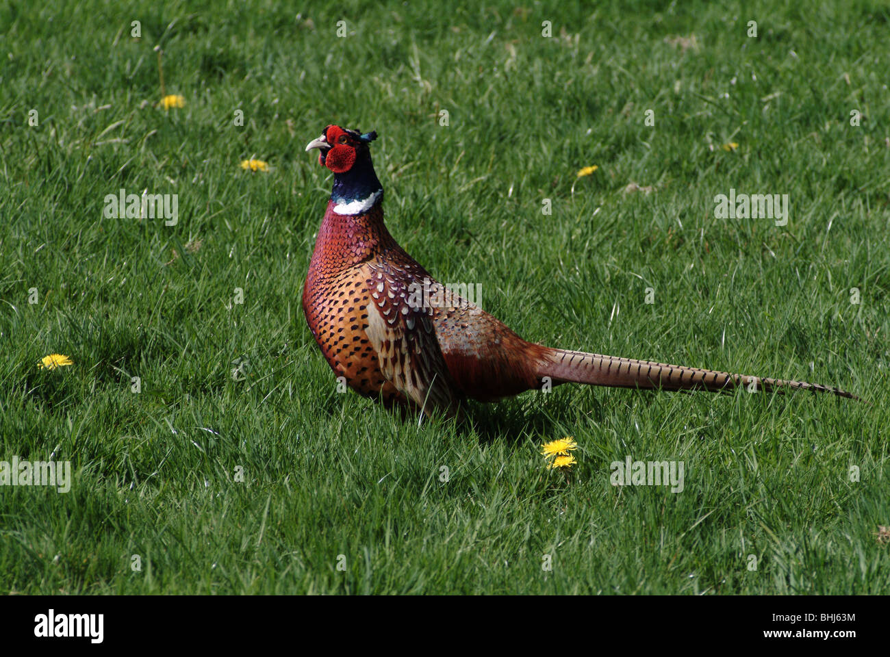 A pheasant hi-res stock photography and images - Alamy