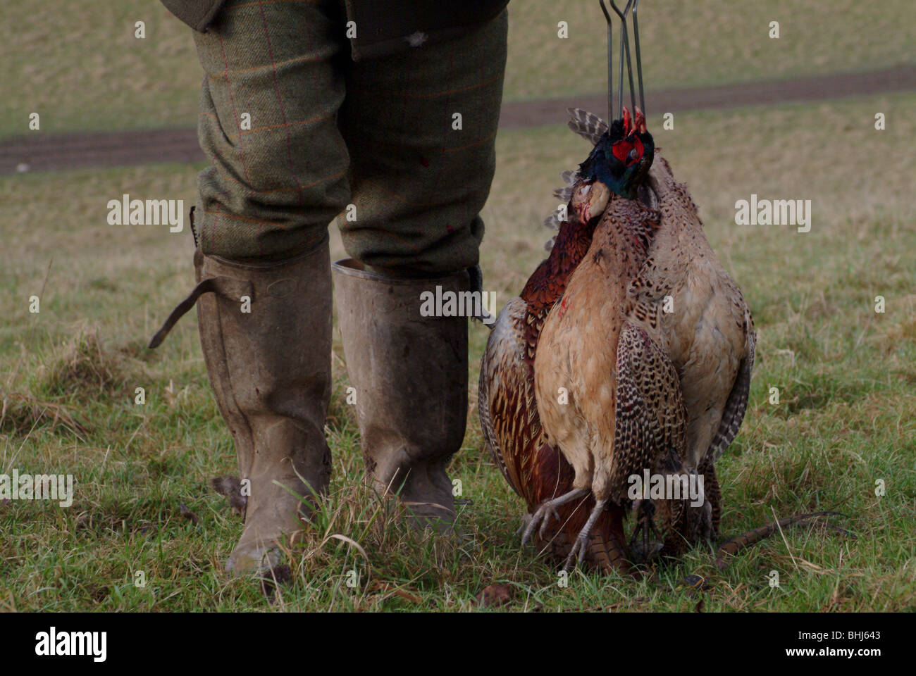 A man with dead pheasants during a shoot Stock Photo - Alamy