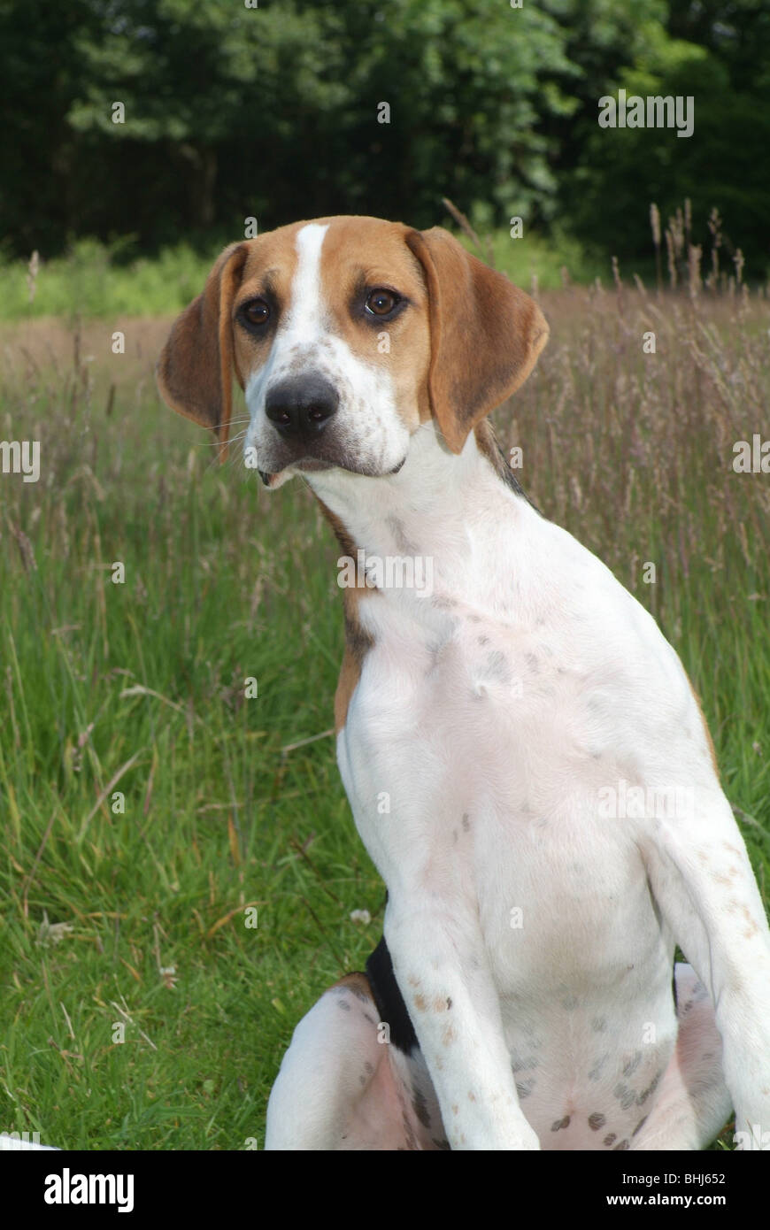 A hound puppy Stock Photo - Alamy