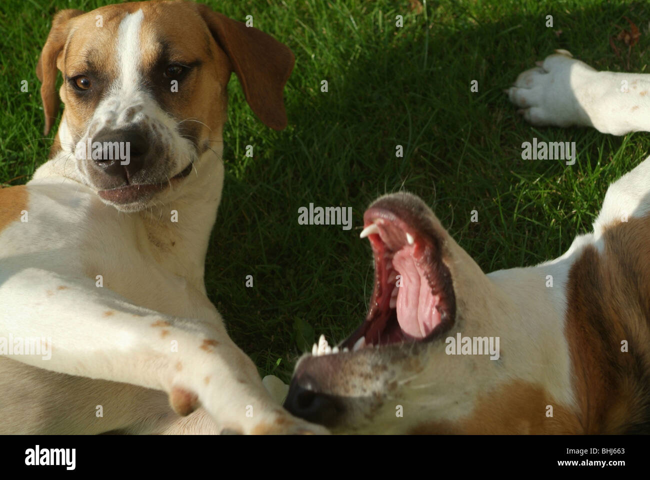 Young hounds hi-res stock photography and images - Alamy