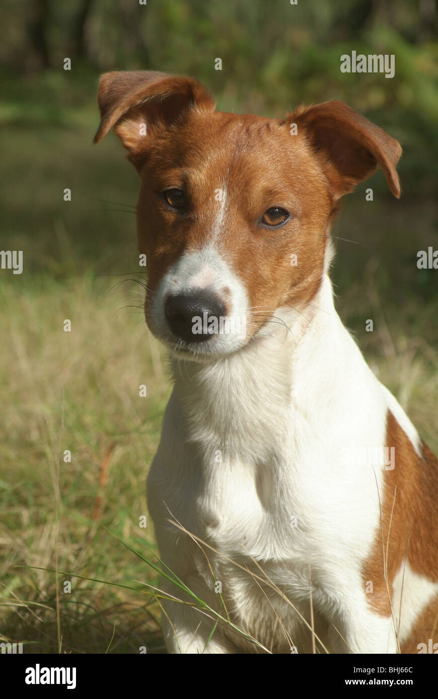 Hound hi-res stock photography and images - Alamy