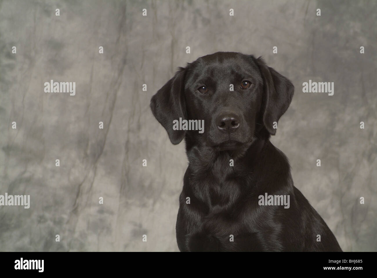 A black labrador Stock Photo - Alamy