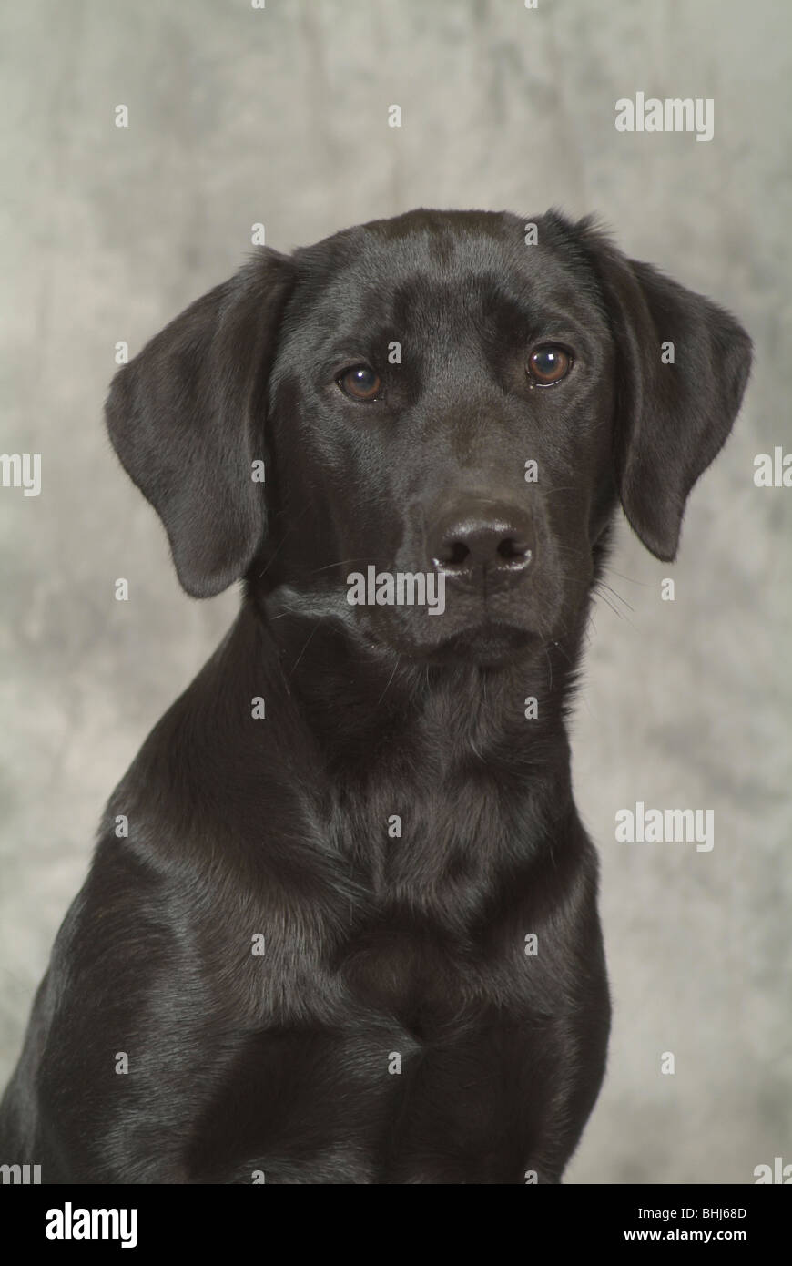 A black labrador Stock Photo - Alamy