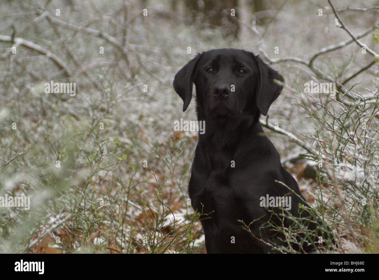 A black labrador Stock Photo - Alamy