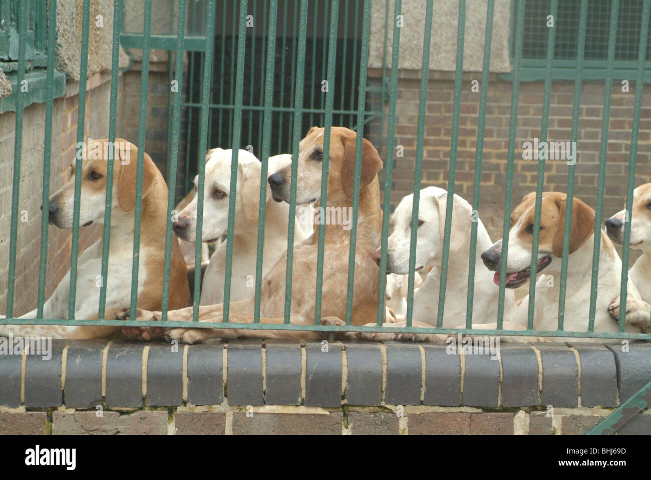 Hounds in a kennel Stock Photo - Alamy