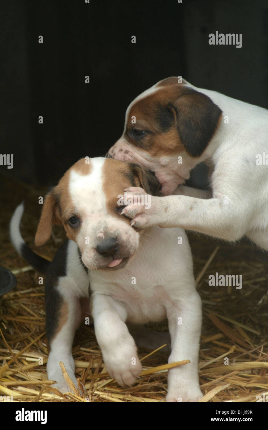 Hound puppies playing Stock Photo - Alamy