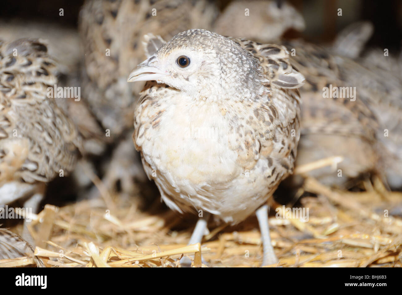 Pheasants being released from their pen Stock Photo - Alamy
