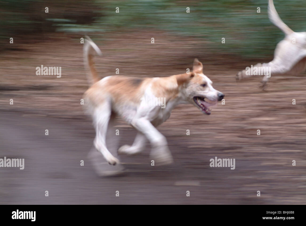 Foxhound running hi-res stock photography and images - Alamy