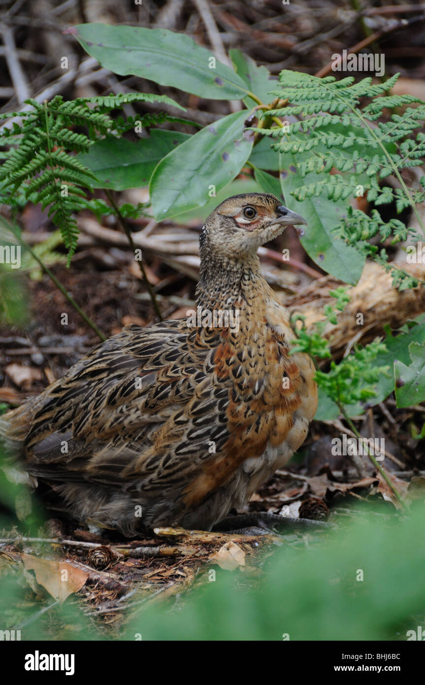 A pheasant hi-res stock photography and images - Alamy