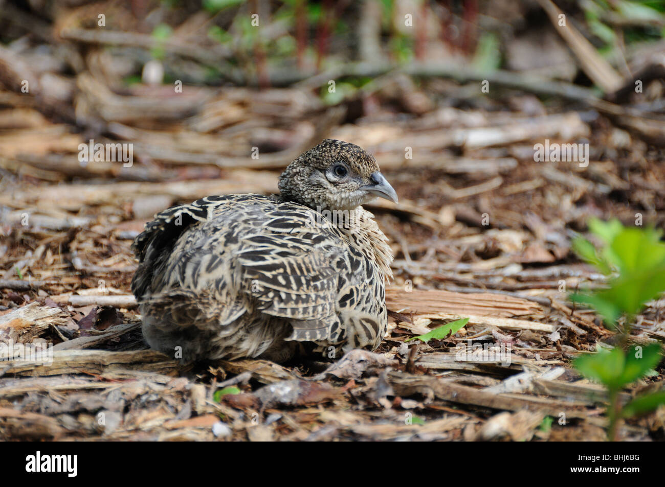 A pheasant hi-res stock photography and images - Alamy