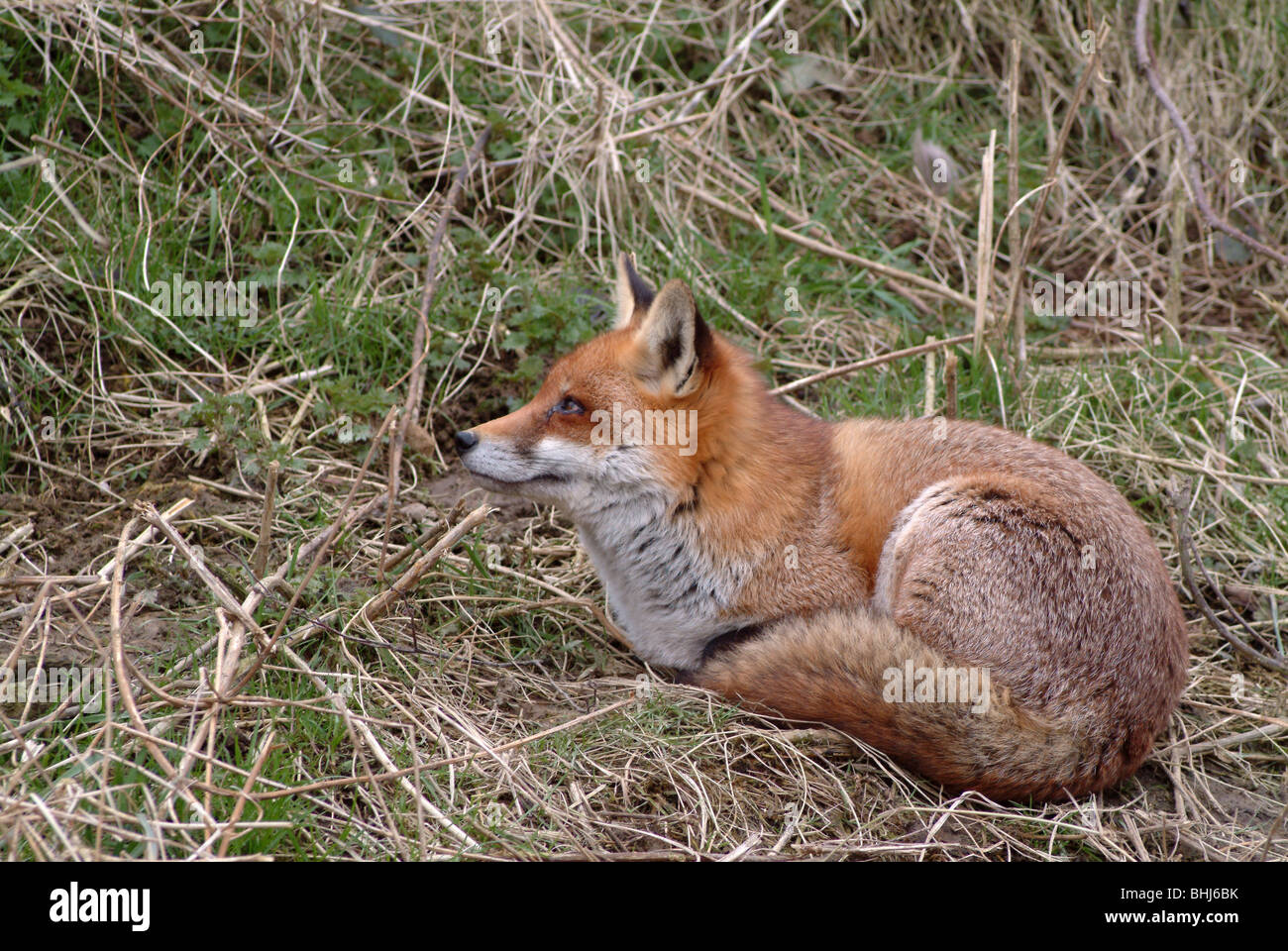 A fox hi-res stock photography and images - Alamy