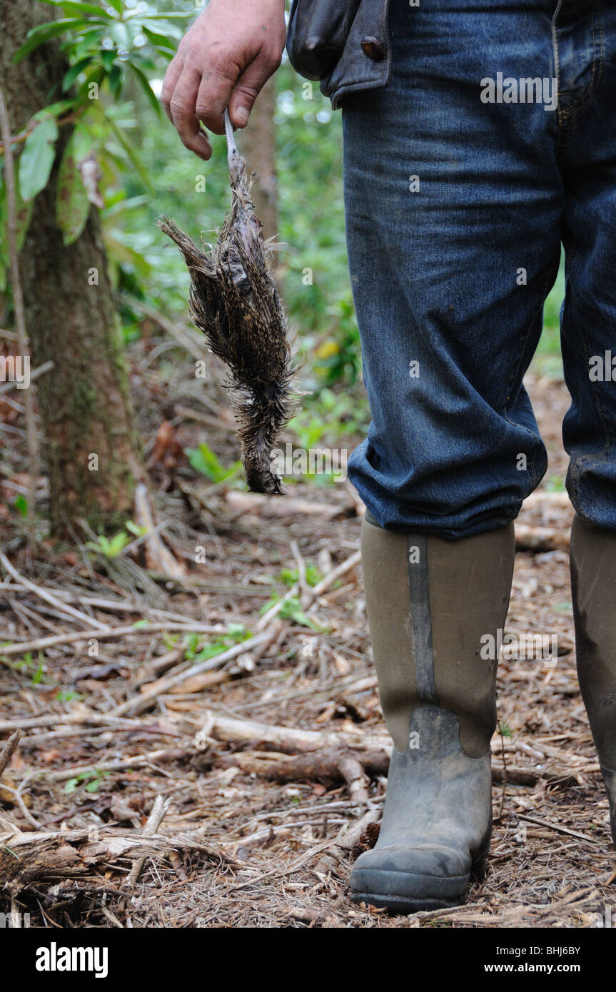 A gamekeeper holding a dead bird Stock Photo - Alamy