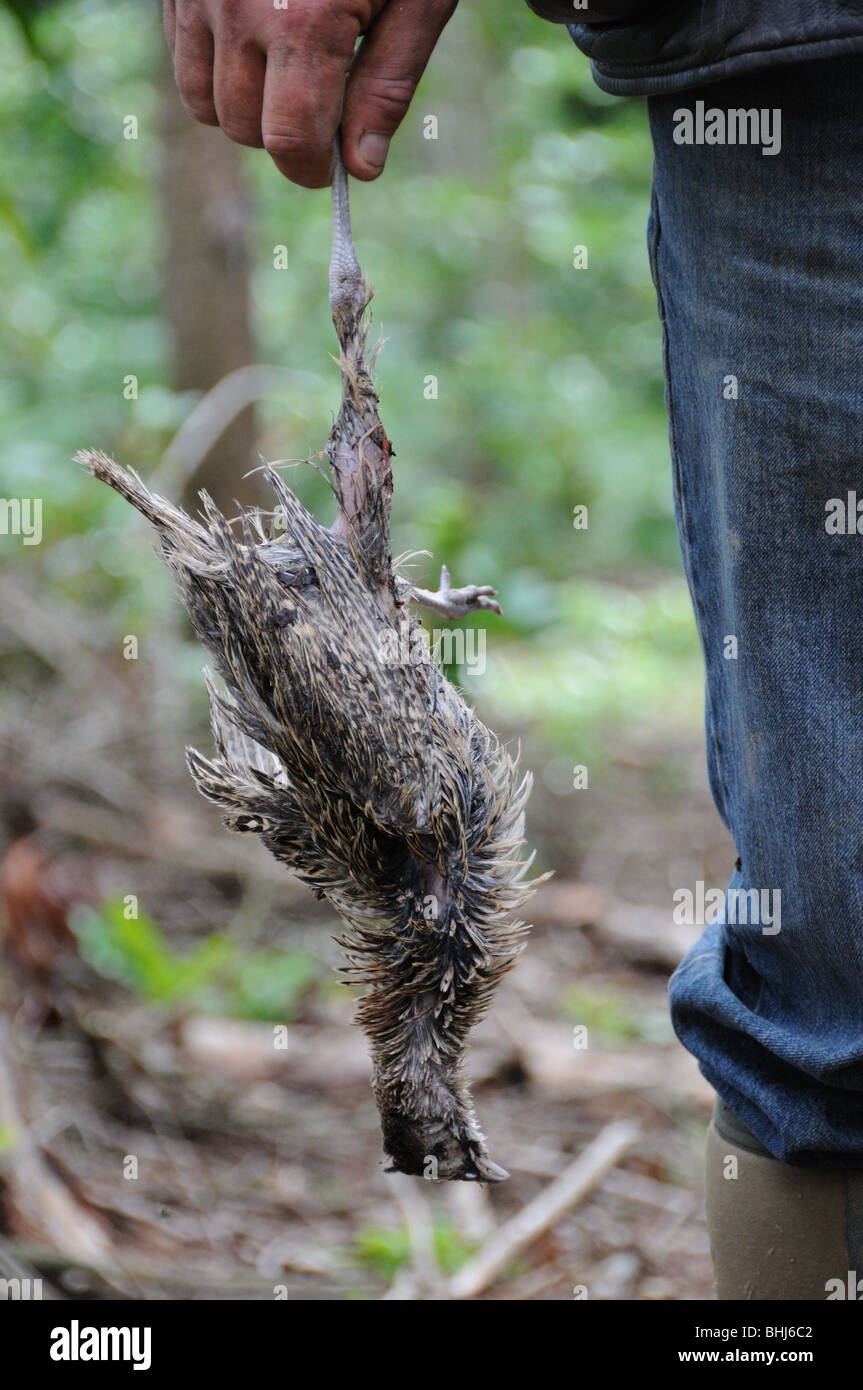A gamekeeper holding a dead bird Stock Photo - Alamy