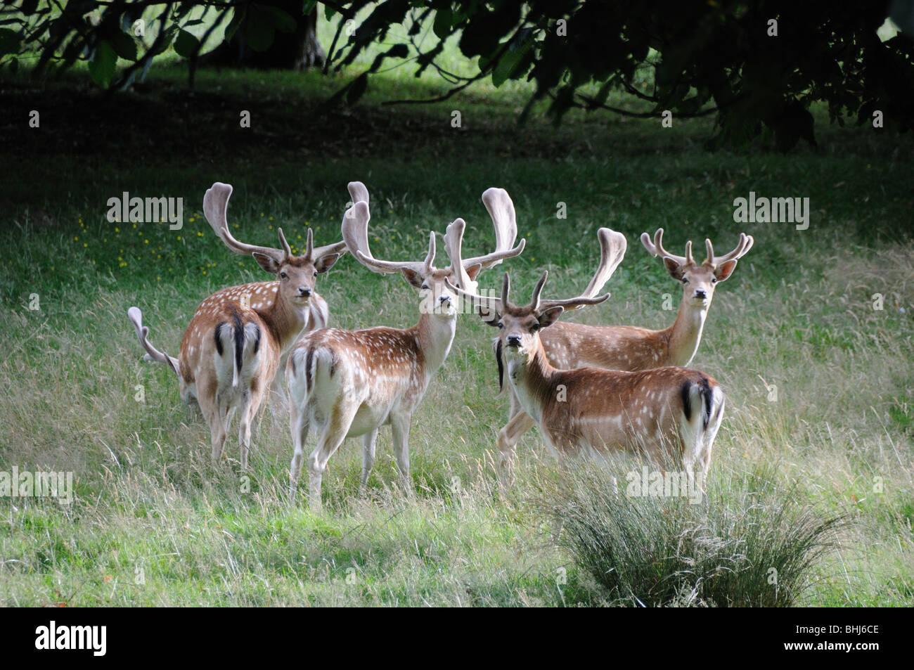 Stags High Resolution Stock Photography and Images - Alamy