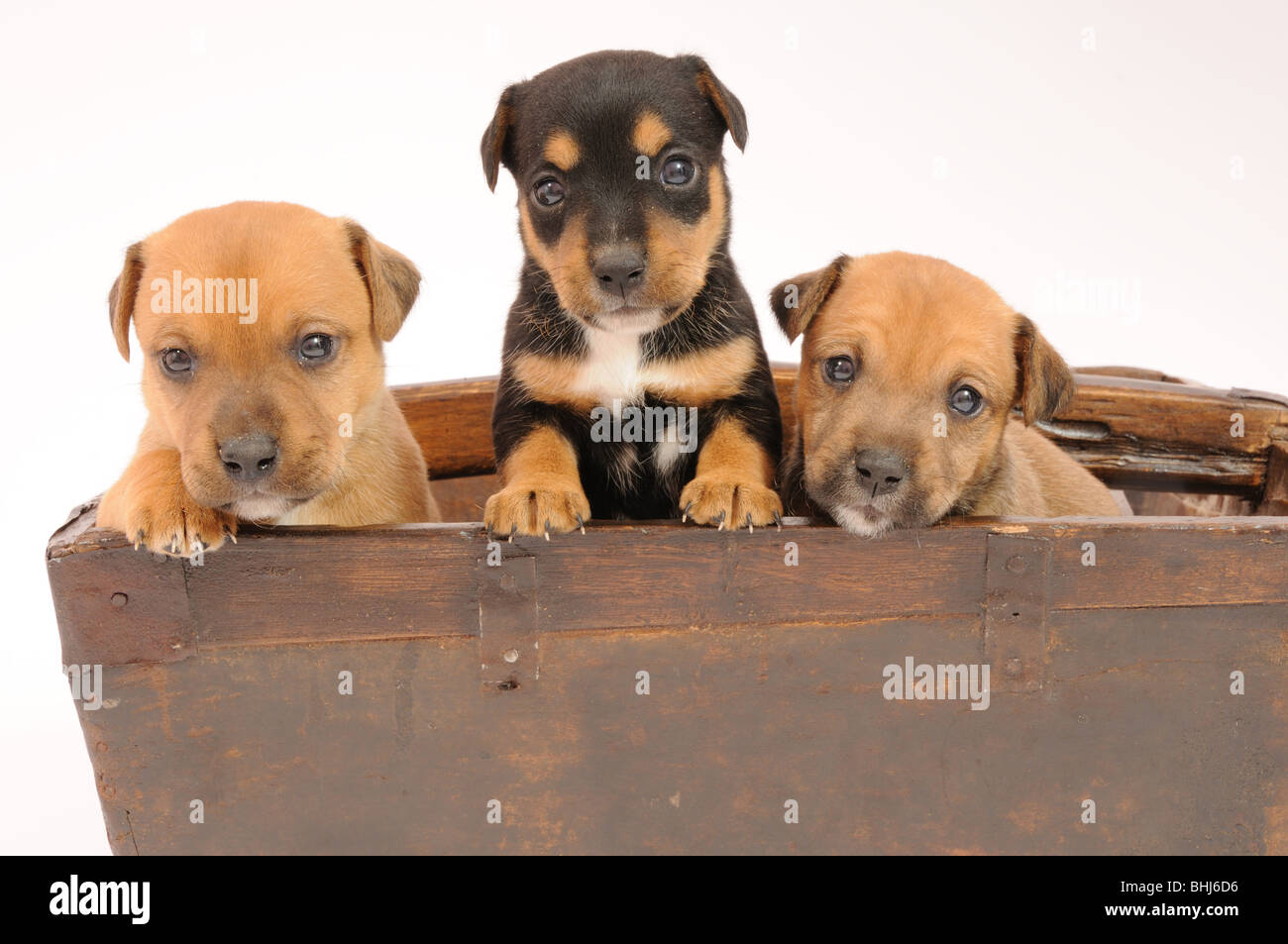 Adorable puppies inside hi-res stock photography and images - Alamy