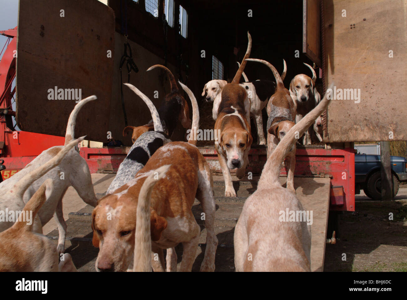 Foxhound hunting run hi-res stock photography and images - Alamy