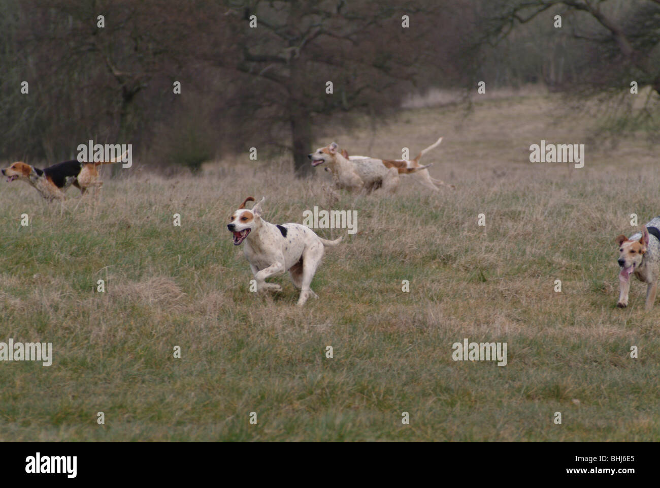 Foxhound hunting run hi-res stock photography and images - Alamy