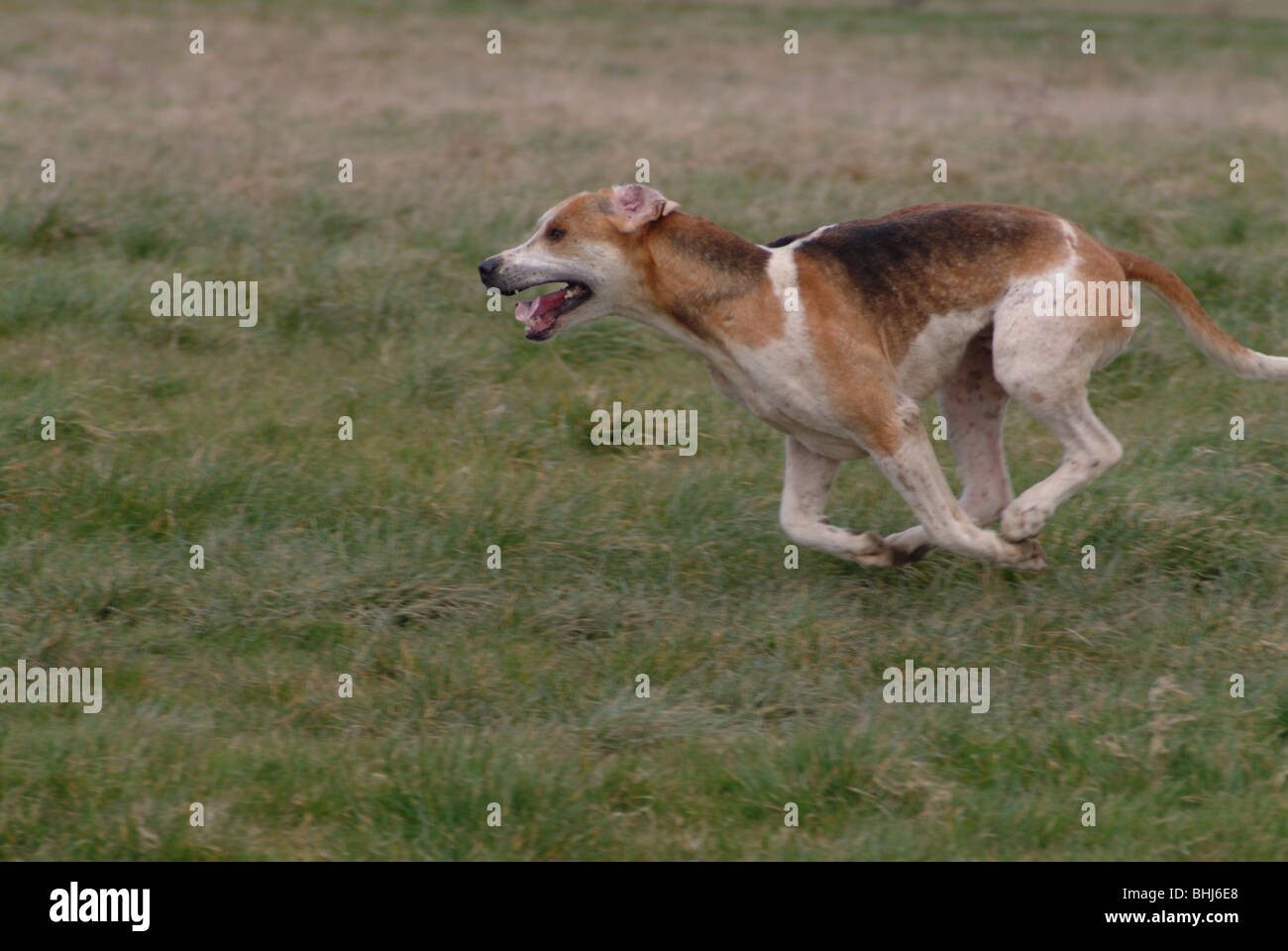 Foxhound running hi-res stock photography and images - Alamy