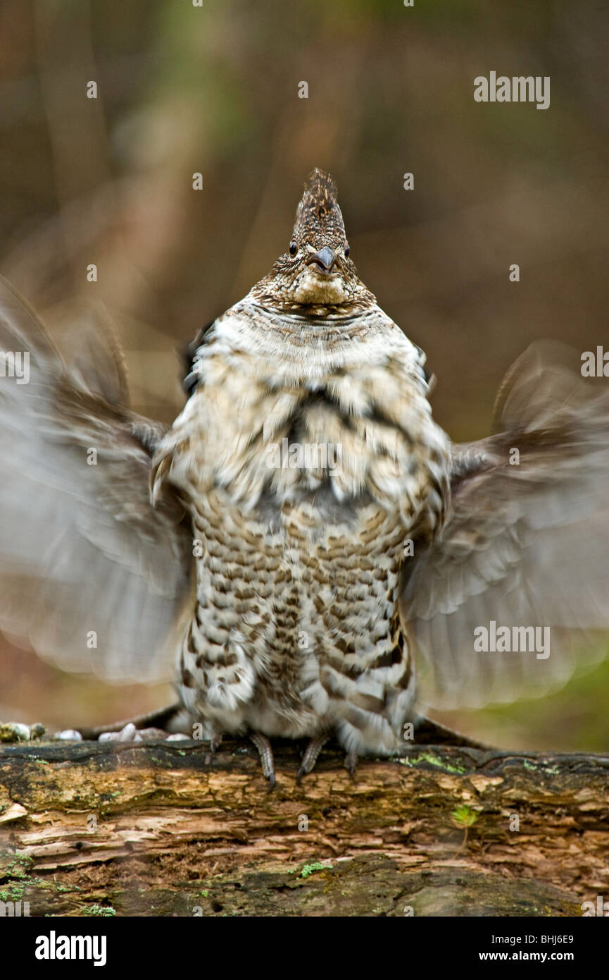 Ruffed grouse (Bonassa umbellus)- courtship display-Male drumming on ...