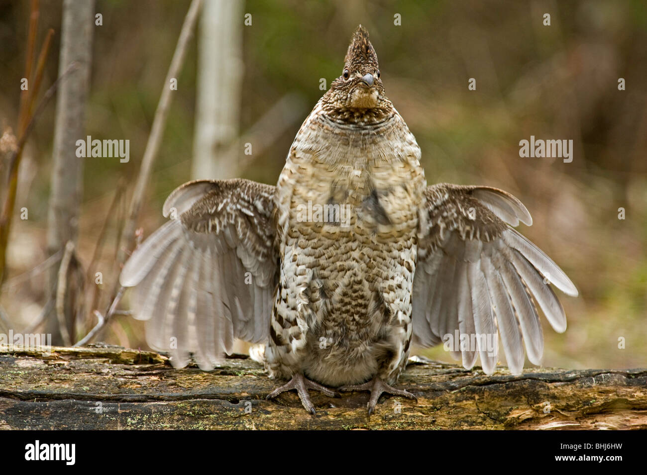 Female species of grouse hi-res stock photography and images - Alamy